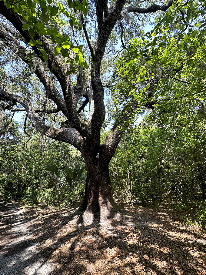 Who needs Groot when you've got this guy? This tree's got more personality than most reality TV stars – and probably better roots, too!