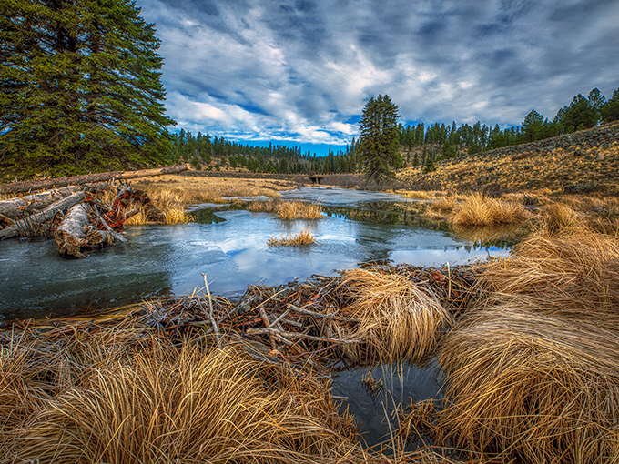 Elk-spotting made easy! This lush meadow is like nature's version of "Where's Waldo?" &ndash; just with more antlers and less striped shirts.