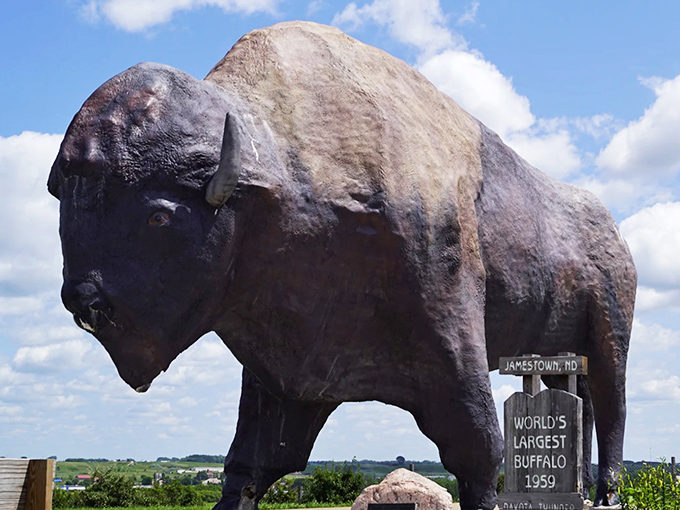 If this buffalo could talk, it'd probably say, 'I'm gonna need a bigger prairie.' Dakota Thunder has been Jamestown's pride since 1959.