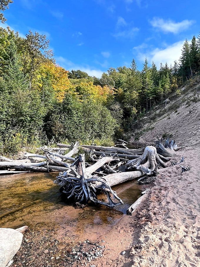 Mother Nature's art gallery: Driftwood sculptures meet sandy canvas. It's like a beachcomber's treasure trove come to life.