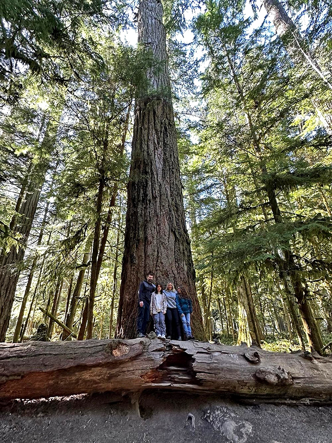 Size matters, especially when it comes to trees. These gentle giants make even the tallest human look like a garden gnome.