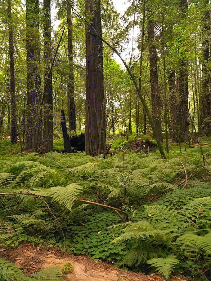 Jurassic Park minus the dinosaurs: These ancient sentinels have stood watch since before the Kardashians were keeping up with anyone.