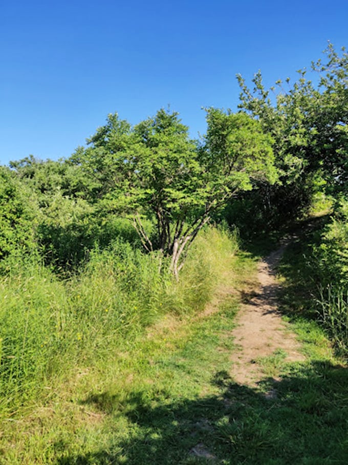 Who needs a yellow brick road when you've got this enchanting trail? It's like stepping into a fairy tale, Maine edition.