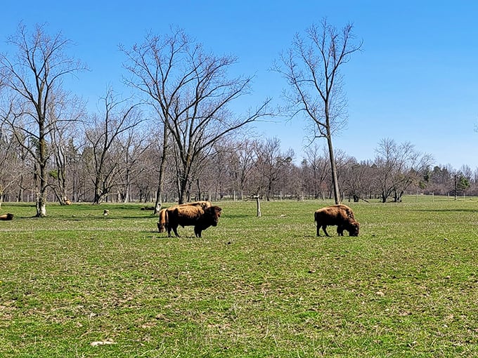 Holy cow! Or should I say, holy bison? These magnificent beasts are the park's very own welcoming committee. No selfies, please!