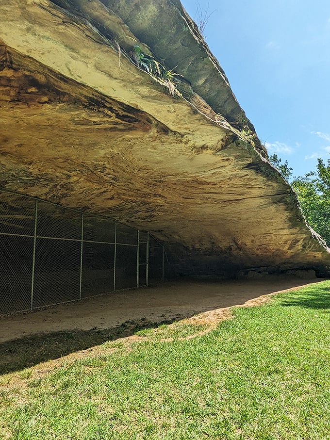 Caveman's penthouse suite: This rocky overhang once sheltered our ancestors. Talk about a room with a view!