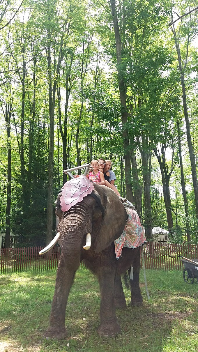 Who needs a time machine when you can ride an elephant in medieval Ohio? Talk about a trunk-load of fun!