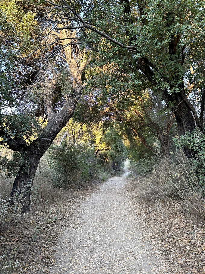 Enchanted forest or Malibu hiking trail? Why not both? This shady path is like nature's air conditioning on a hot SoCal day.