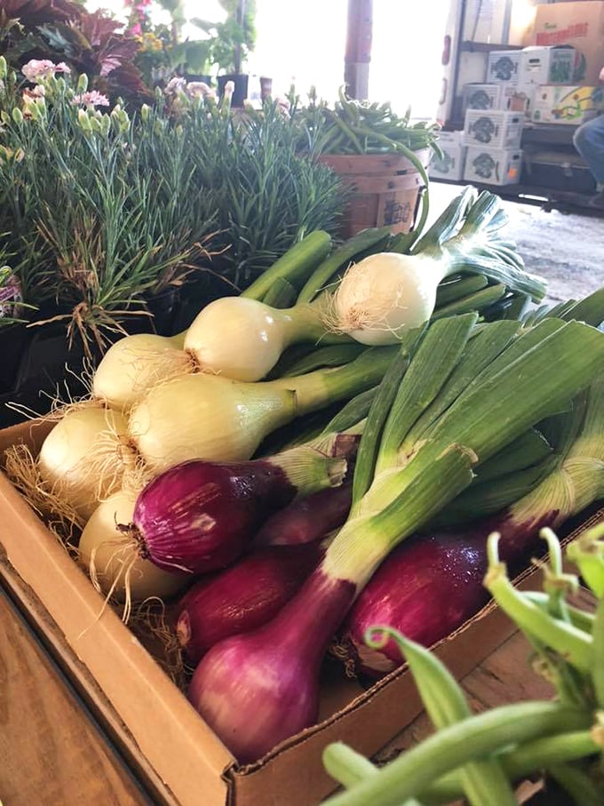 Farm-fresh flavors await! These vibrant veggies look so good, you might forget you came for that vintage lamp. Who knew flea markets could be part farmers' market?