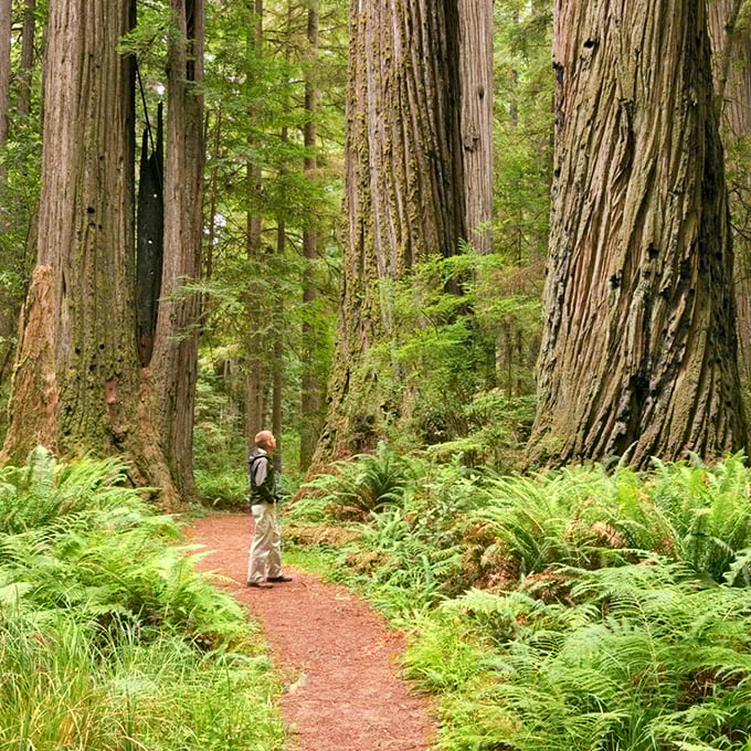 Who needs a stairmaster? This hiker's getting a workout and a dose of awe, surrounded by nature's skyscrapers. Talk about multitasking!
