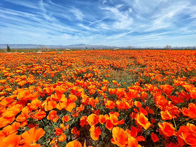 Orange you glad you came? This sea of poppies stretches as far as the eye can see, like a real-life version of "The Wizard of Oz" poppy field.