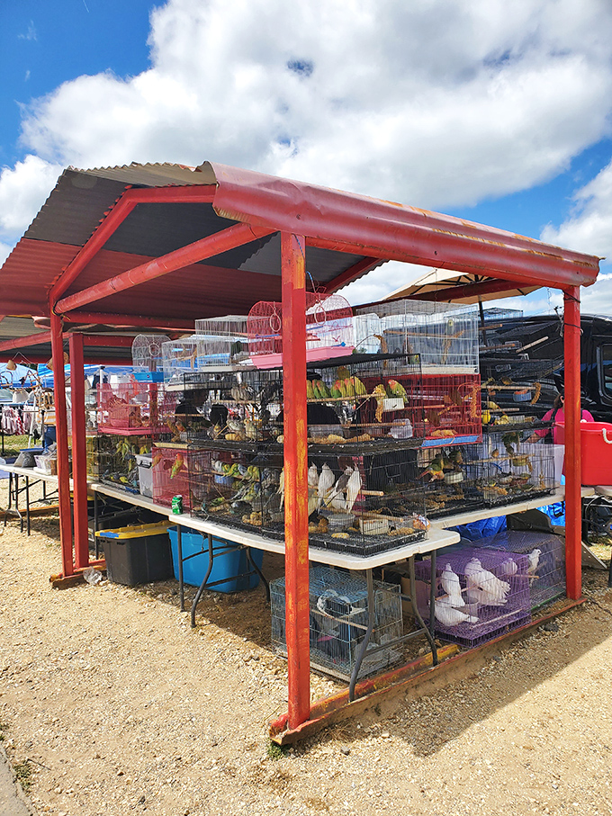 Chirp your way to happiness! This avian apartment complex is a tweet retreat for bird lovers and aspiring Dr. Dolittles alike.