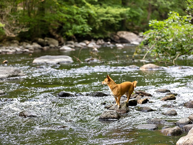 Who let the dogs out? Stephens State Park did! This pup's living its best life, channeling its inner river explorer.