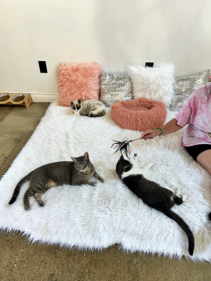 Nap time or playtime? These feline residents have mastered the art of looking adorable while doing absolutely nothing. It's a skill we could all learn from.
