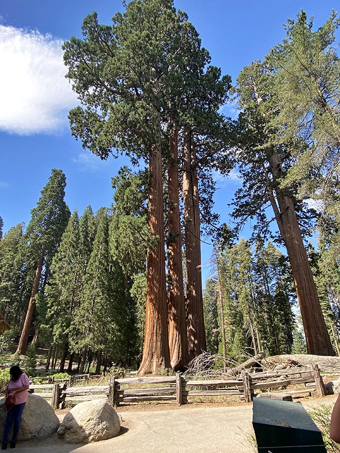 Giants among us! These sequoias make you feel like you've stumbled into a real-life version of "Honey, I Shrunk the Kids."