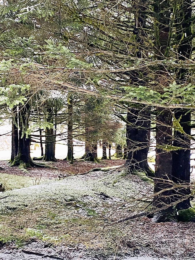 Tree huggers, rejoice! This forest is so dense, it makes Manhattan look like a wide-open prairie.