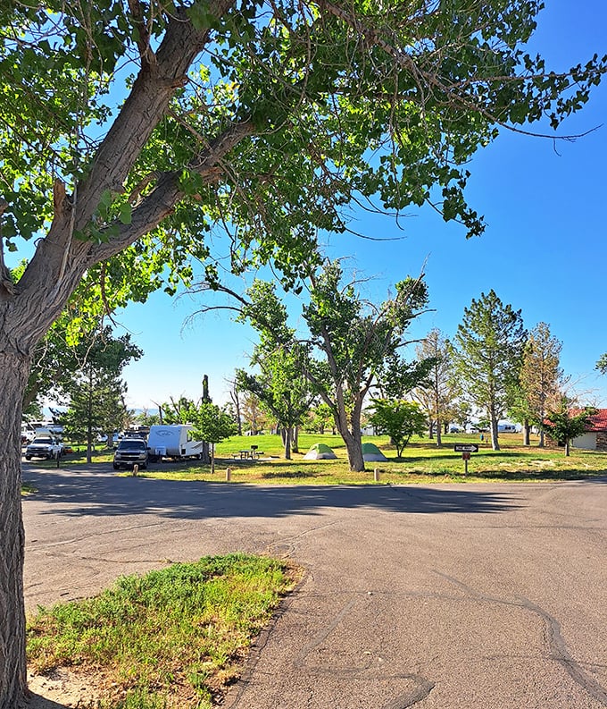 Camping with a side of luxury? These shaded spots are like five-star suites under the stars. Just don't expect turn-down service from the local wildlife.