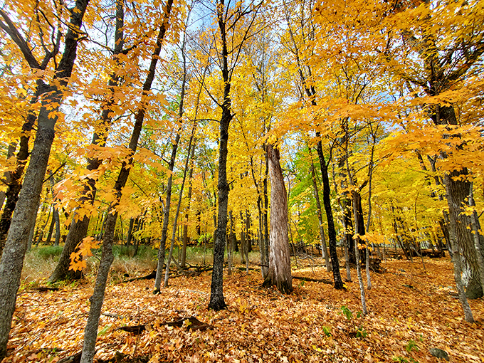 Autumn's grand finale! These trees put on a show that would make Broadway jealous, with colors so vivid you can almost hear them.