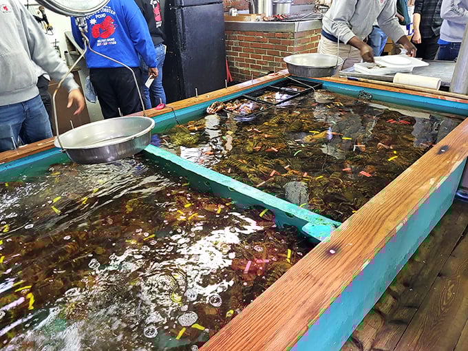 It's lobster Hunger Games in there! Watch these clawed contenders duke it out while you decide their delicious fate.