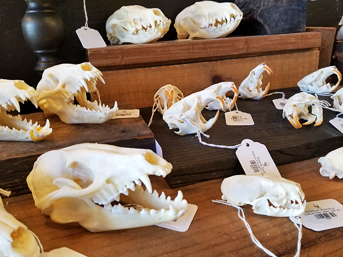 Smile, you're on Canine Camera! These pearly whites might make you think twice about skipping your next dental appointment.