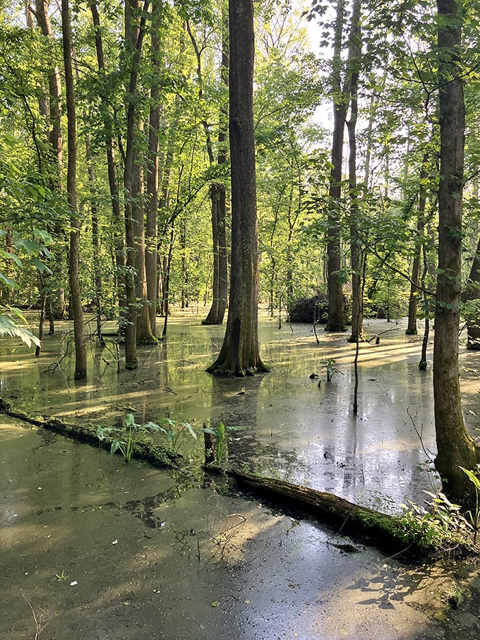 Cypress knees and murky waters: Nature's own Zen garden. Who needs a meditation app when you've got this tranquil swamp scene?