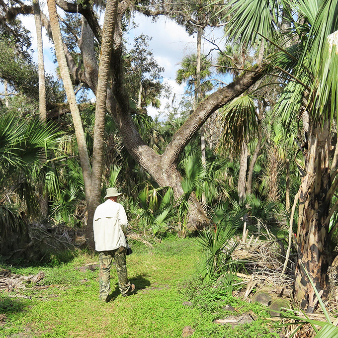Indiana Jones, eat your heart out! Our intrepid explorer ventures into a jungle that's more "Jurassic Park" than "Magic Kingdom."