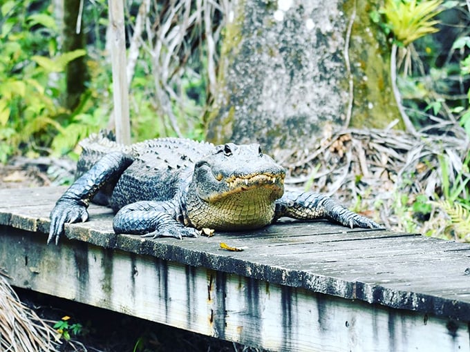 Meet the park's sunbathing superstar! This gator's got the whole 'lounging by the pool' vibe down to a prehistoric art.