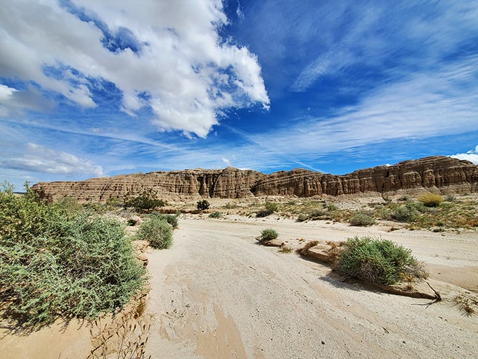 Anza-Borrego: Where cacti throw the ultimate spring fling. This desert knows how to party with a kaleidoscope of wildflowers!