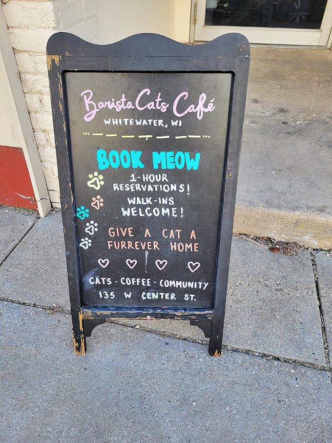 BaristaCats: Where every latte comes with a side of "aww." It's cheaper than therapy and twice as furry!