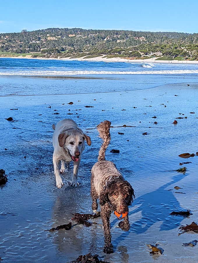 Beach friends and best friends, playing fetch and enjoying the perfect, sunny day at Carmel Beach.