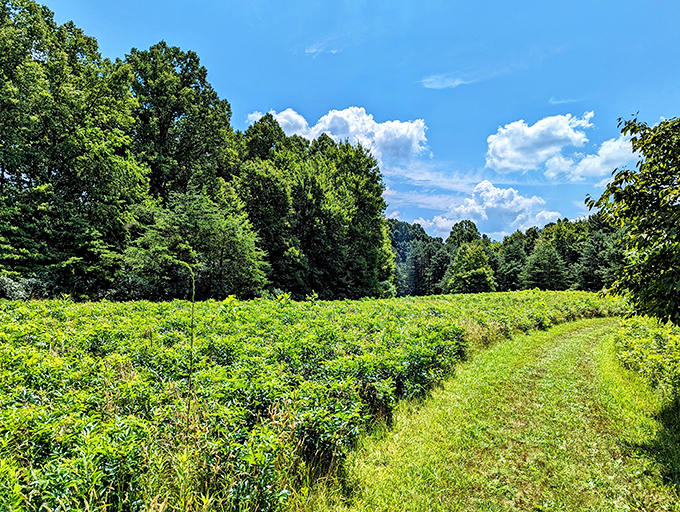 Clear Creek's hemlock forest: nature's air conditioning. It's cooler than the other side of the pillow and twice as refreshing.