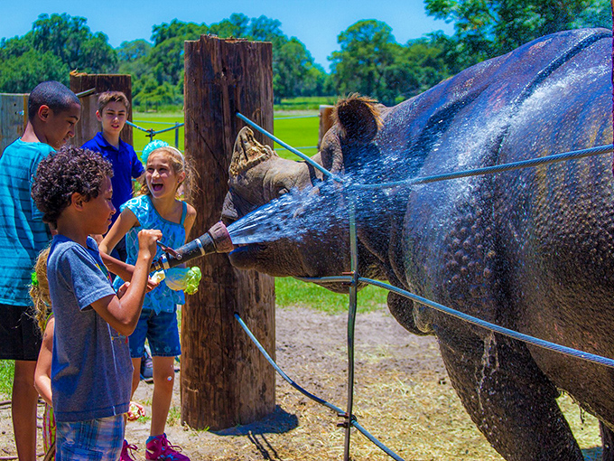 Giraffe Ranch: Where 'necking' takes on a whole new meaning. Get ready for some tall tales!