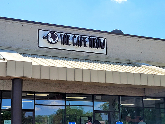 The Cafe Meow strikes again! New Hope's newest hotspot is like Disneyland for cat lovers, minus the long lines.