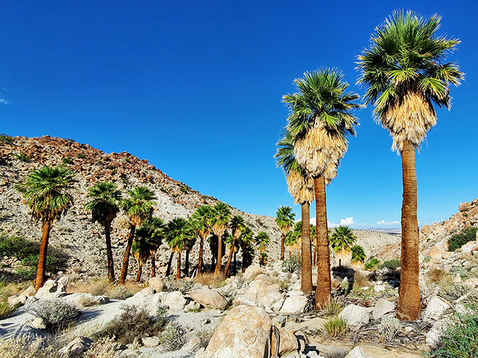 Palm trees stand sentinel in Anza-Borrego's rocky realm. It's like nature's version of a spa day &ndash; hot, dry, and oddly relaxing.