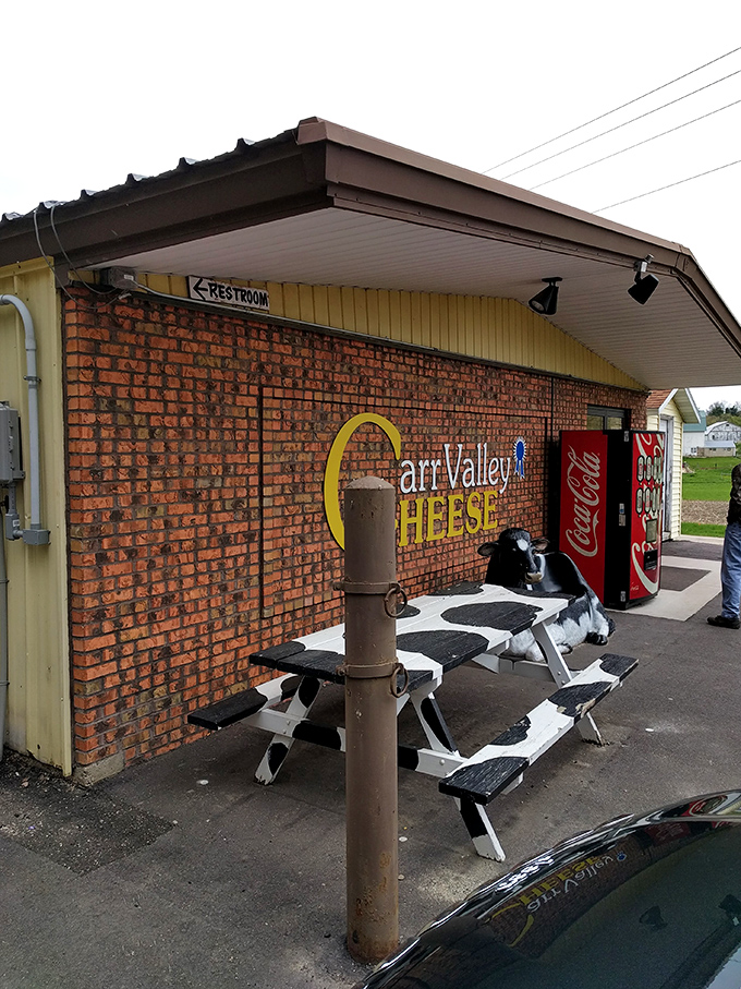 Moo-ve over ordinary cheese shops! Carr Valley's cow-spotted benches invite you to sit and savor dairy delights.
