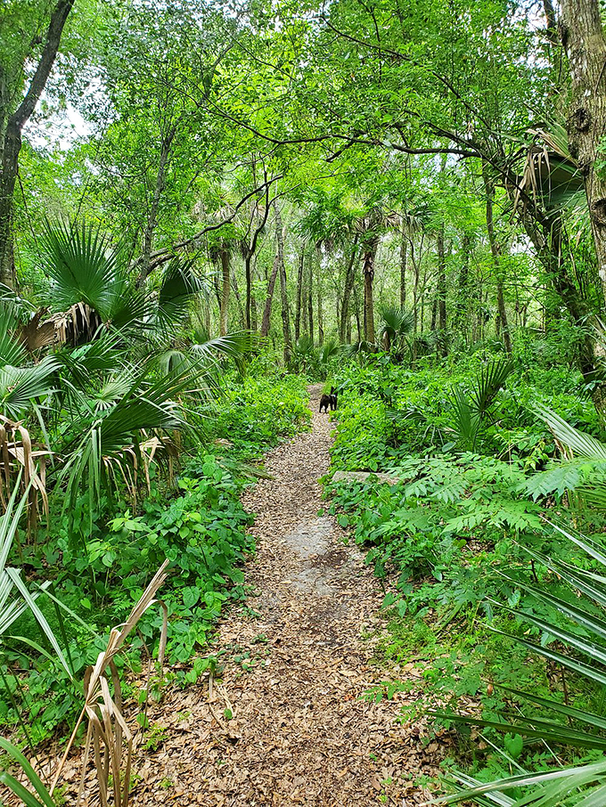 Cassadaga's Victorian homes: Each house tells a story &ndash; or predicts your future. Just don't ask about next week's lottery numbers!