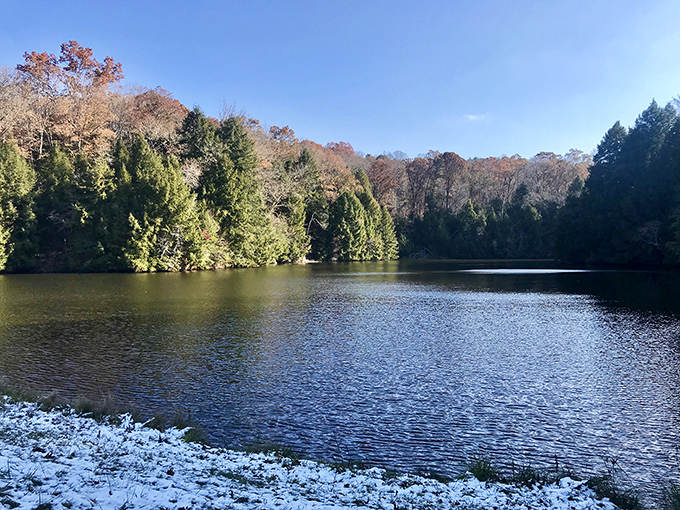Clear Creek's meadows: where wildflowers party like it's 1999. This colorful shindig is BYOB (Bring Your Own Bees).