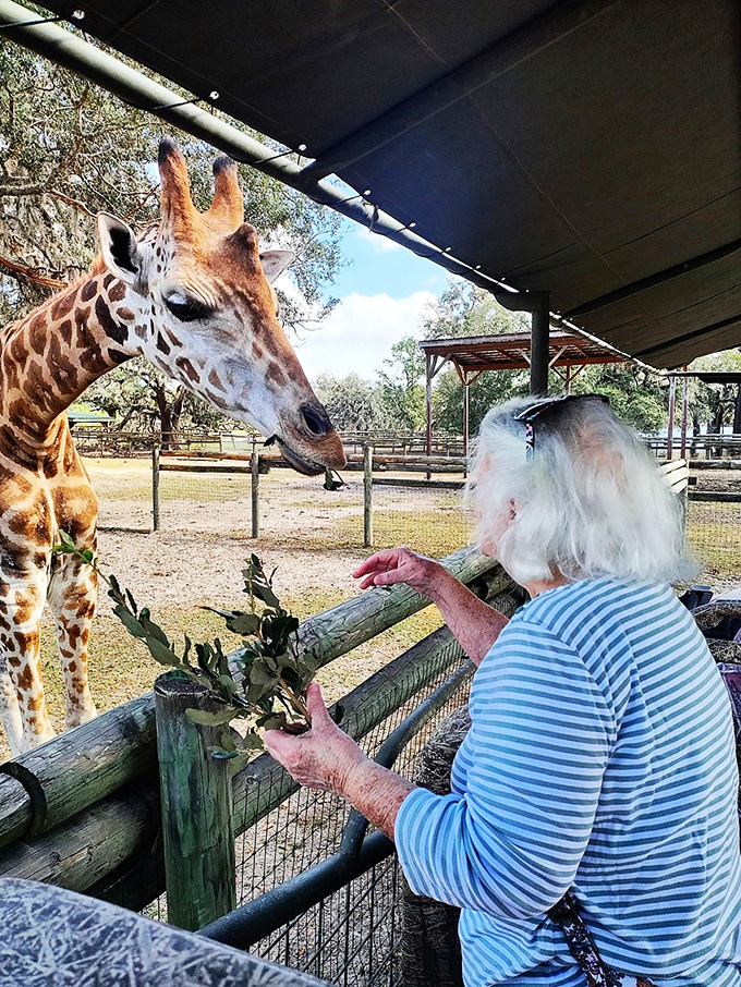 Monster trucks meet gentle giants. At Giraffe Ranch, it's an unlikely combo that totally works!