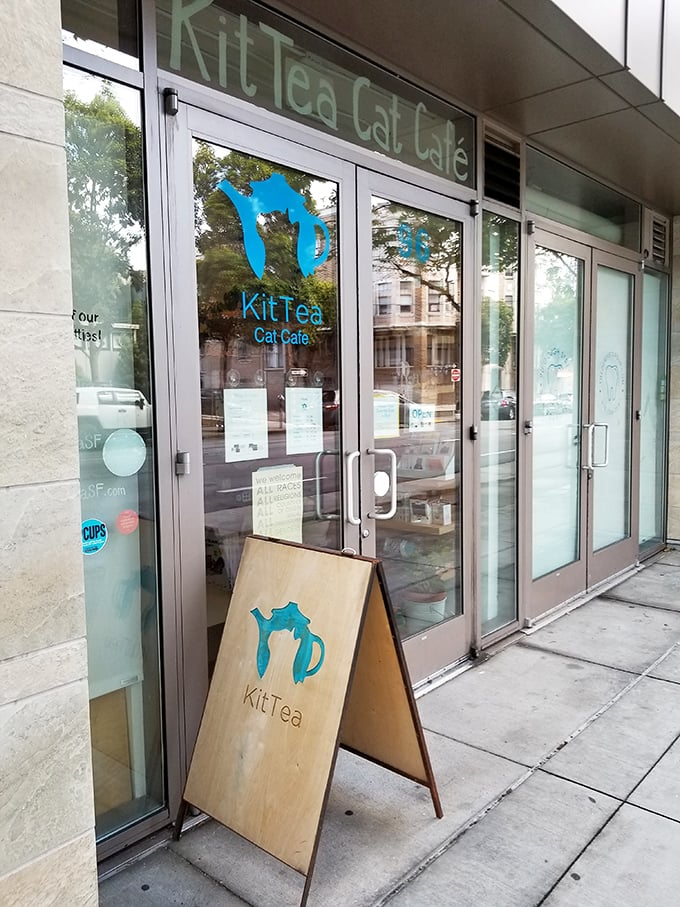 Forget the Golden Gate Bridge, this is San Francisco's real attraction. It's where cats and humans find the perfect blend.