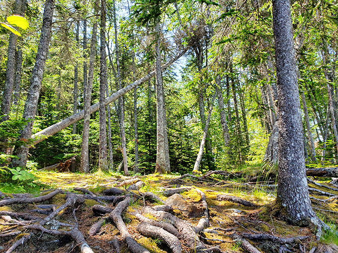 Mother Nature's obstacle course! This trail is like life - a bit messy, full of surprises, but oh so beautiful when you take it all in.