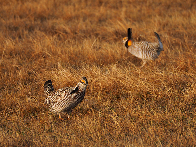 The real deal: Wild prairie chickens strut their stuff. These birds inspired a monument and clearly have some serious star power.