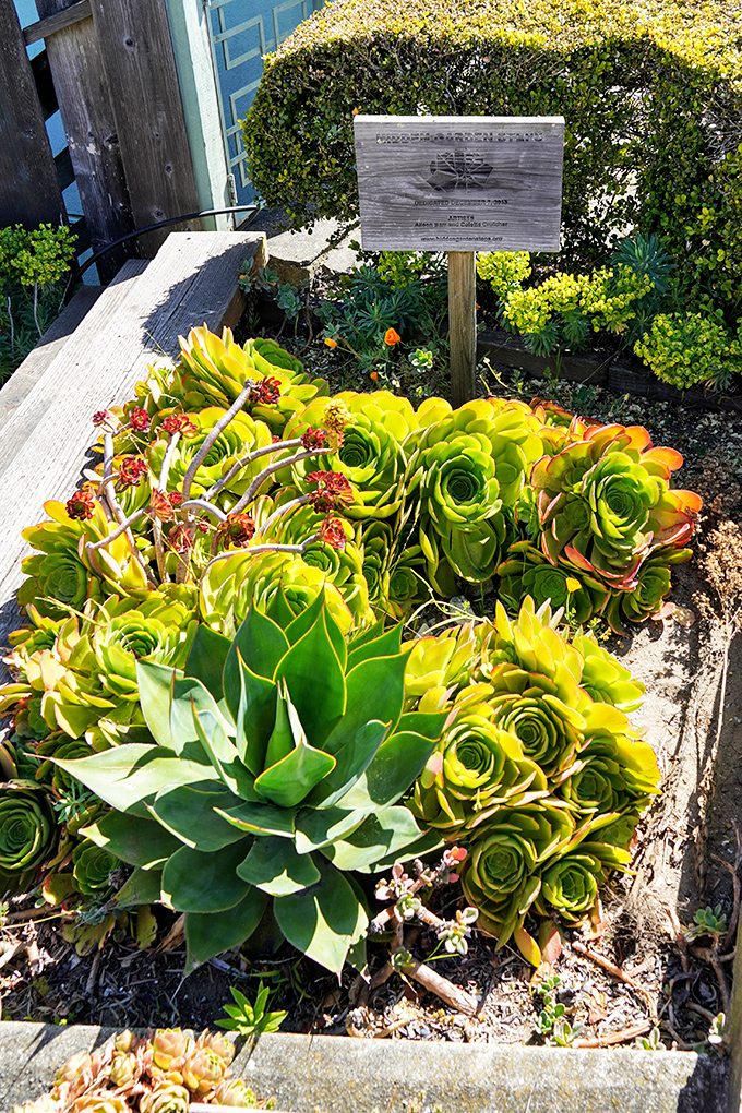 Succulents galore! This mini garden is so lush, it makes me want to shrink down to fairy size and explore.
