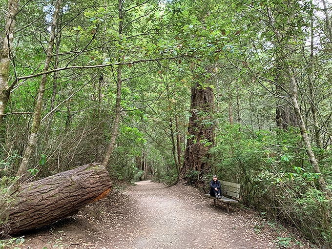 Nature's living room: Pull up a log and stay awhile. The ferns are plumped, the air is fresh, and the view? Well, it beats cable any day.