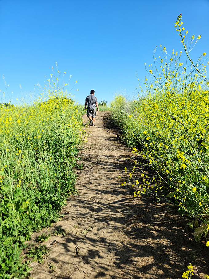 A path less traveled? Not quite, but who cares when you're surrounded by nature's own yellow brick road of wildflowers?