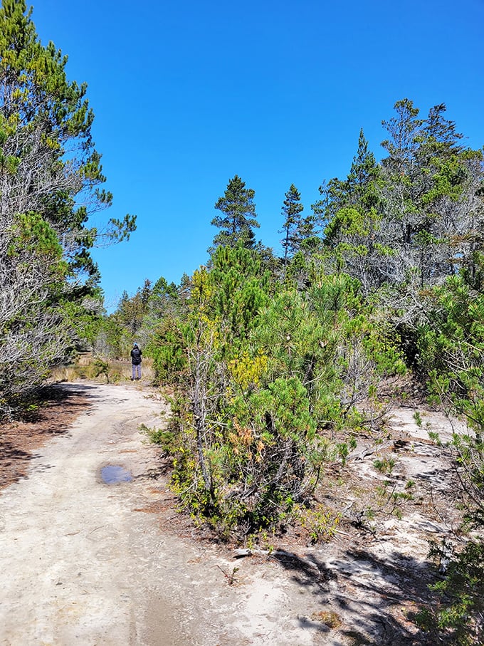 "Follow the yellow brick... trail?" This sun-dappled path through the pygmy forest is like stepping into a Tolkien novel.