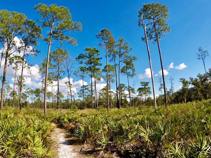 Tall, dark, and... piney? These towering trees are nature's skyscrapers, reaching for the sky like overeager interns at their first board meeting.
