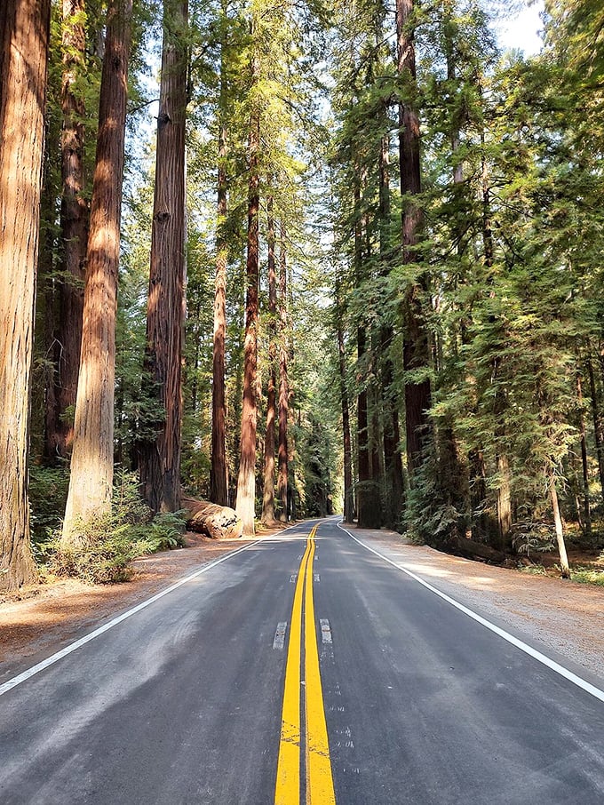 Welcome to nature's superhighway! This tree-lined avenue is like the Autobahn for squirrels and woodland creatures.
