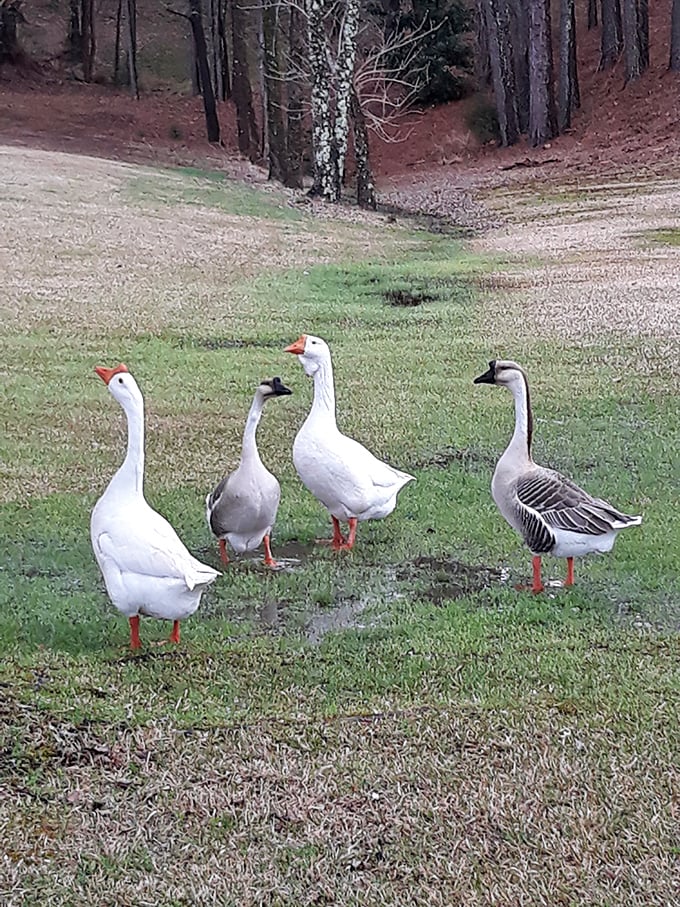 The local welcoming committee struts their stuff. These geese are nature's own marching band, parading across the grass like they own the place.