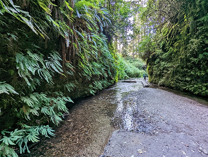 Indiana Jones, eat your heart out! This Fern Canyon adventure comes with 50-foot walls of green and a stream-sized obstacle course.