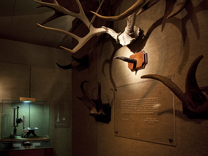 "Oh deer, what have we here?" A menagerie of antlers and horns creates a surreal forest of scientific curiosity.