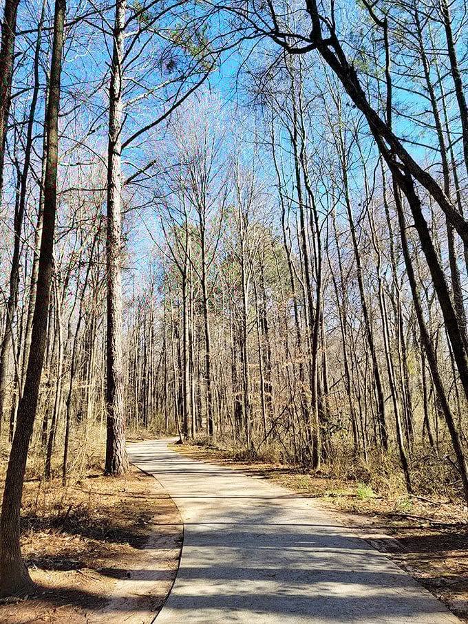 Into the woods we go! This sun-dappled path leads adventurers deeper into a forest where the ordinary becomes extraordinary.